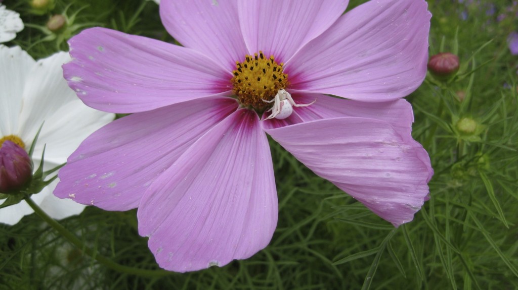 Louis Breger and the Case Study of Yael: The Drama of Hope | Library of ...