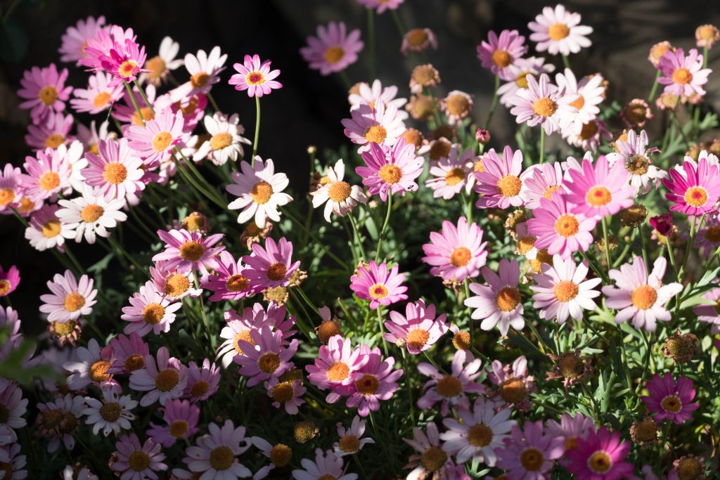 Love Lingers Here: Intimate Enduring Relationships X: Forming A ...